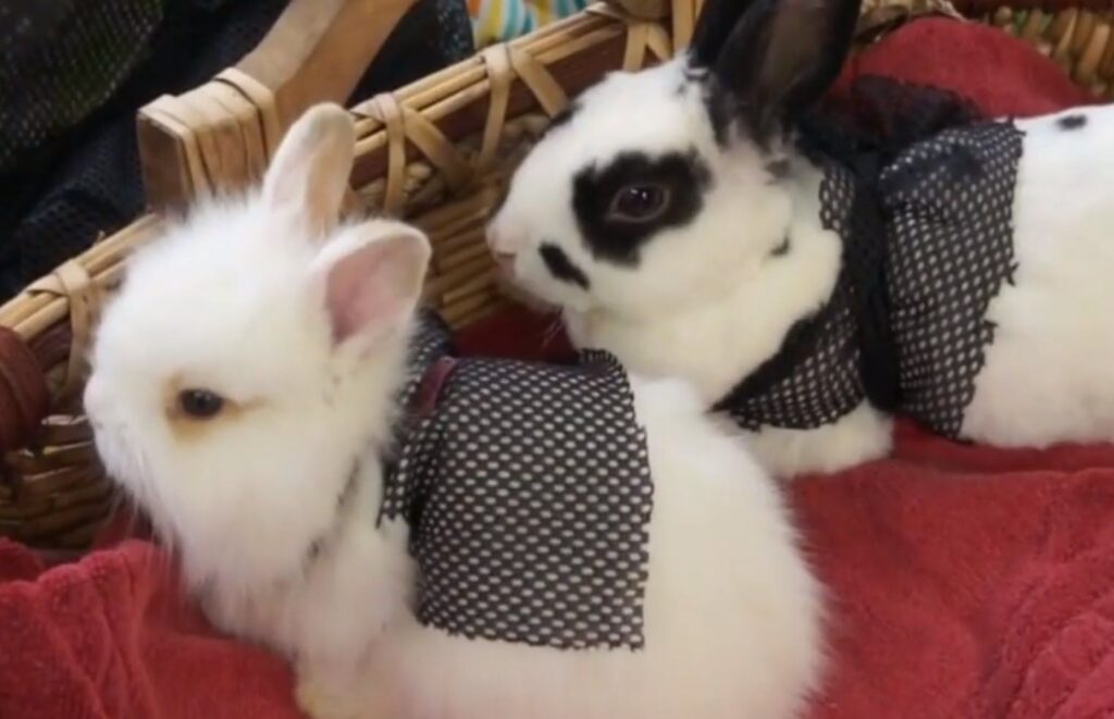 Ropita para Conejo - Los mejores Outfit para tu conejo